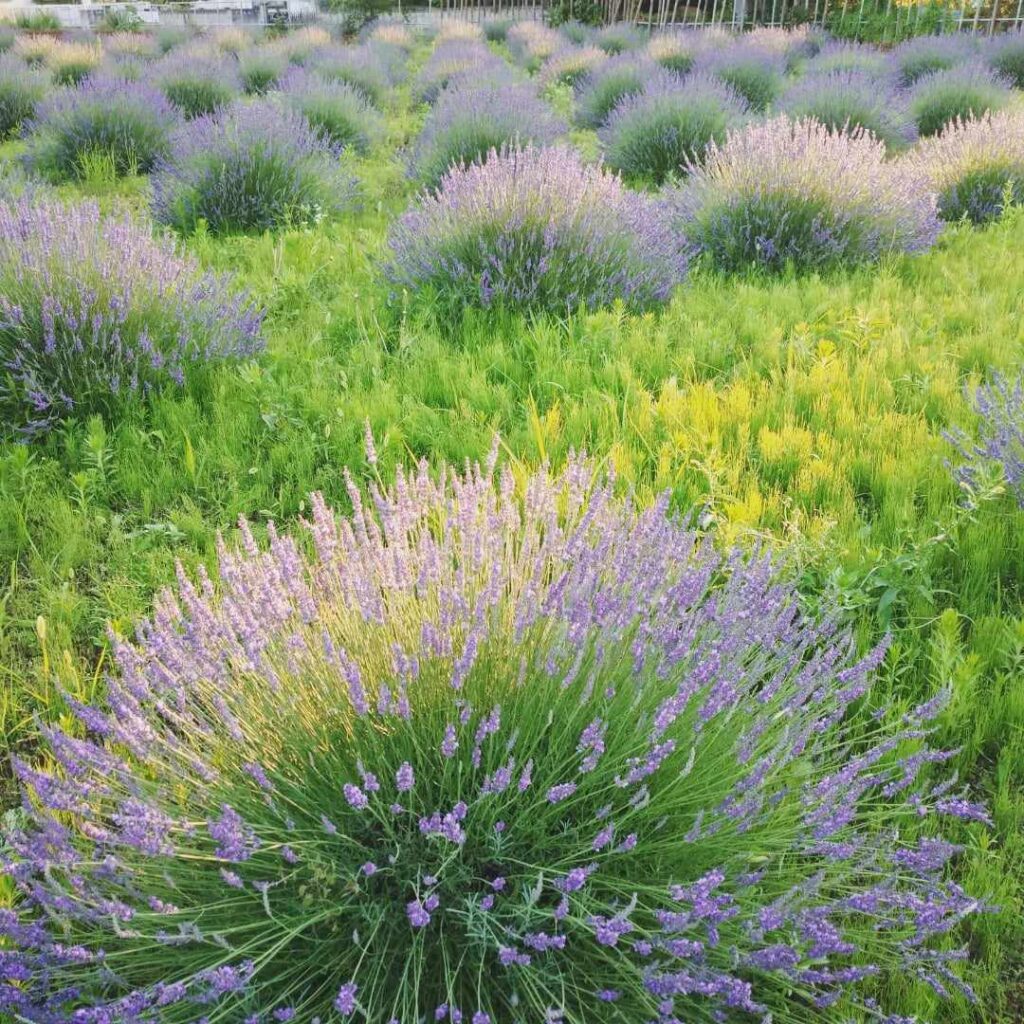 4/26(土）「心が穏やかになる話の聴き方」開催 - ヒマ杉の家